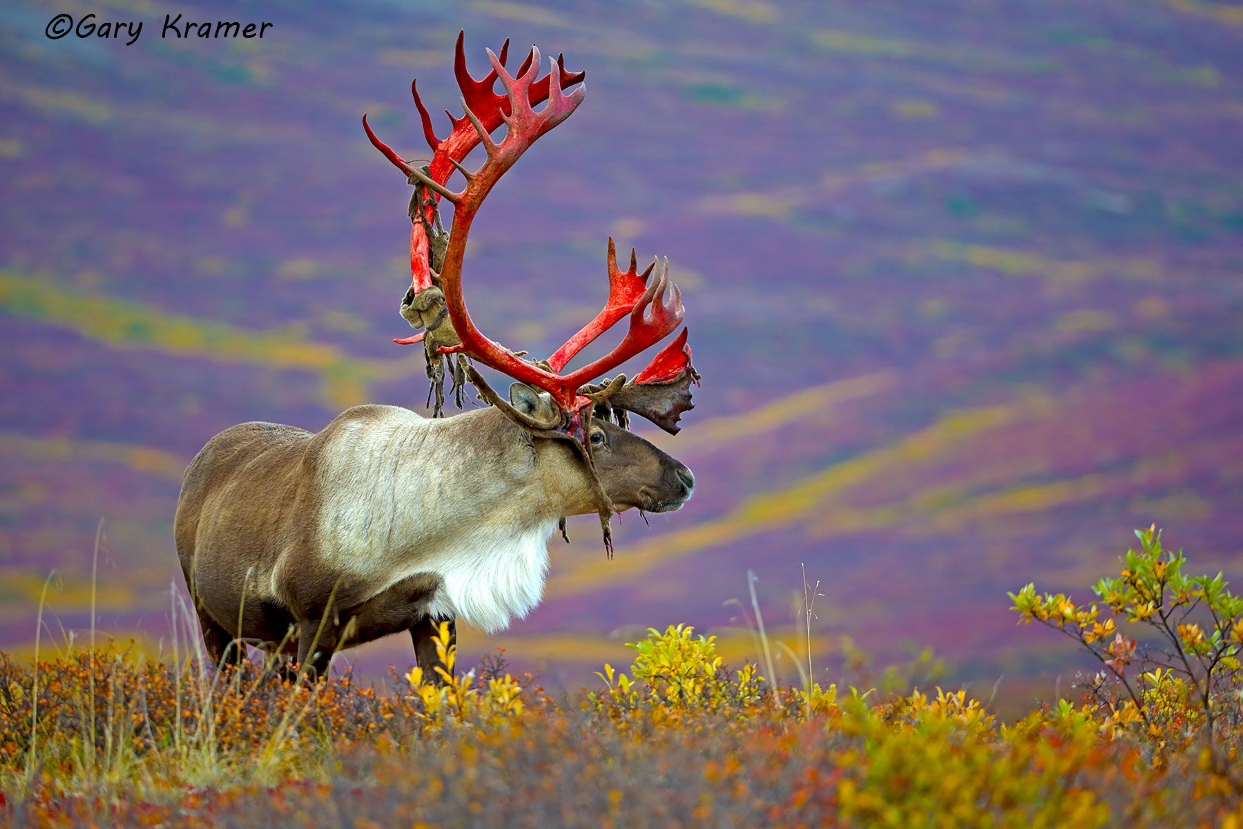 Moose - Caribou - Gary Kramer Photographer / Writer